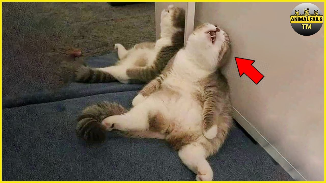 40 Animal Fails Caught On Camera | Fails Compilation - YouTube