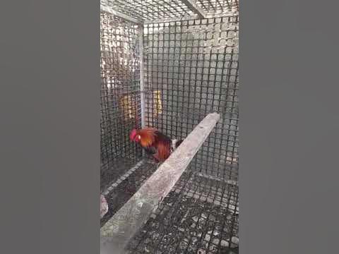 me nyuam ntsuag lau qaib qus F1 qua zoo kawg leej twg nyiam nug tau - YouTube