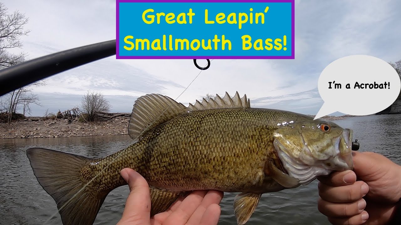 Leaping Creek Smallmouth Bass (Smallmouth bass Fishing) - YouTube