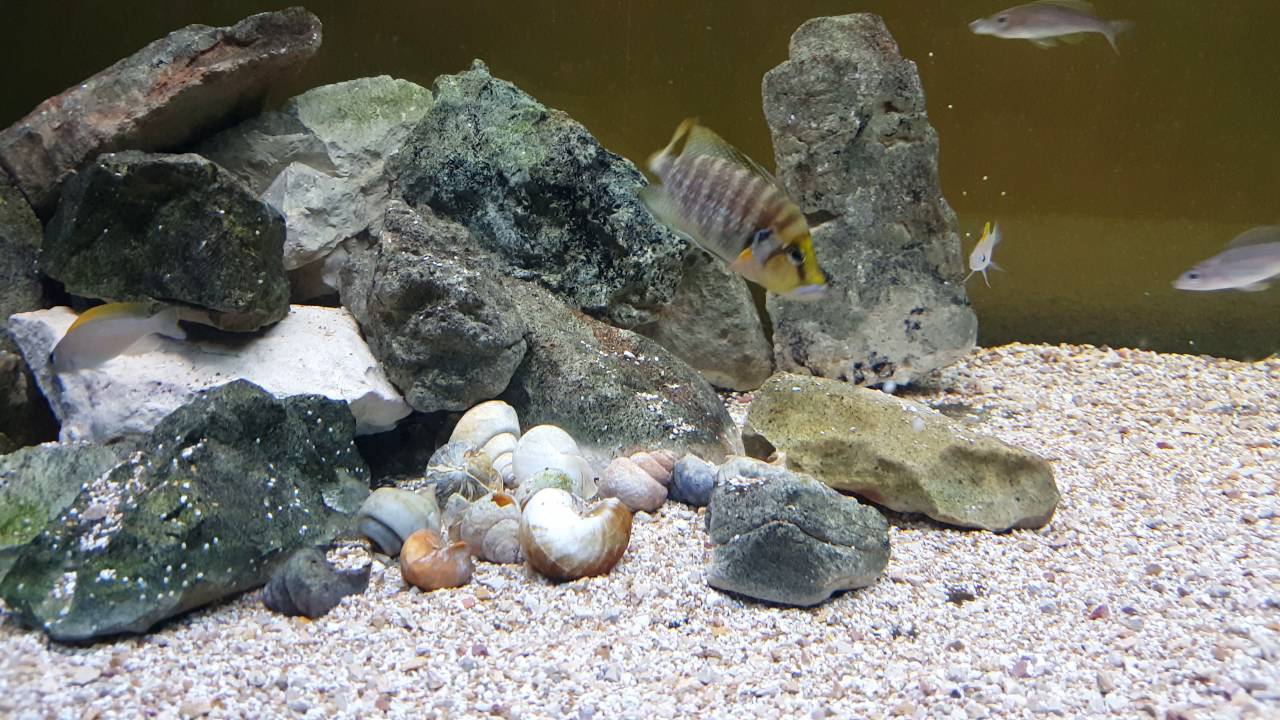 Altolamprologus compressiceps red fin WC - YouTube