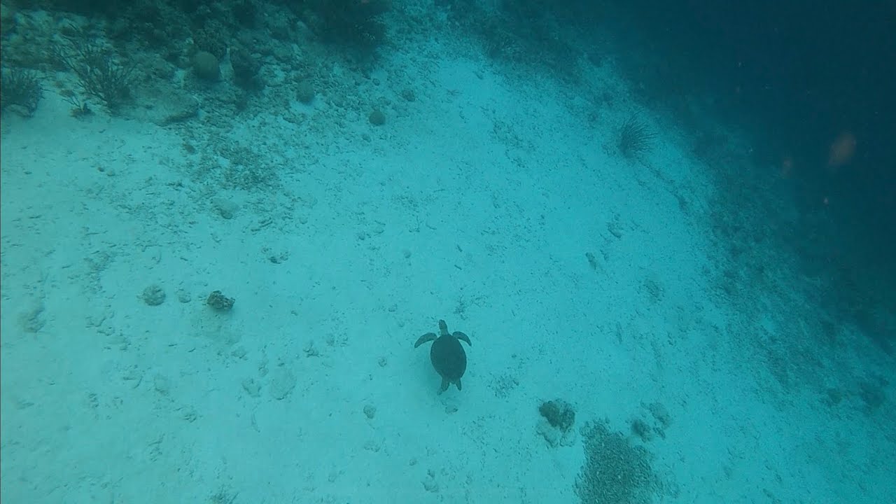 SNORKELING WITH TURTLES IN TURTLE BAY CURAÇAO!!!#viral #youtube # ...