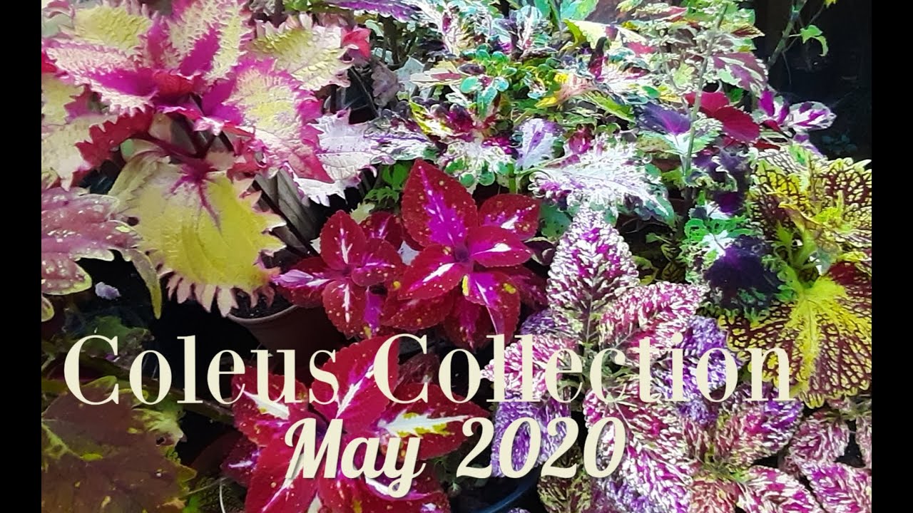 Coleus Collection - May 2020 - YouTube