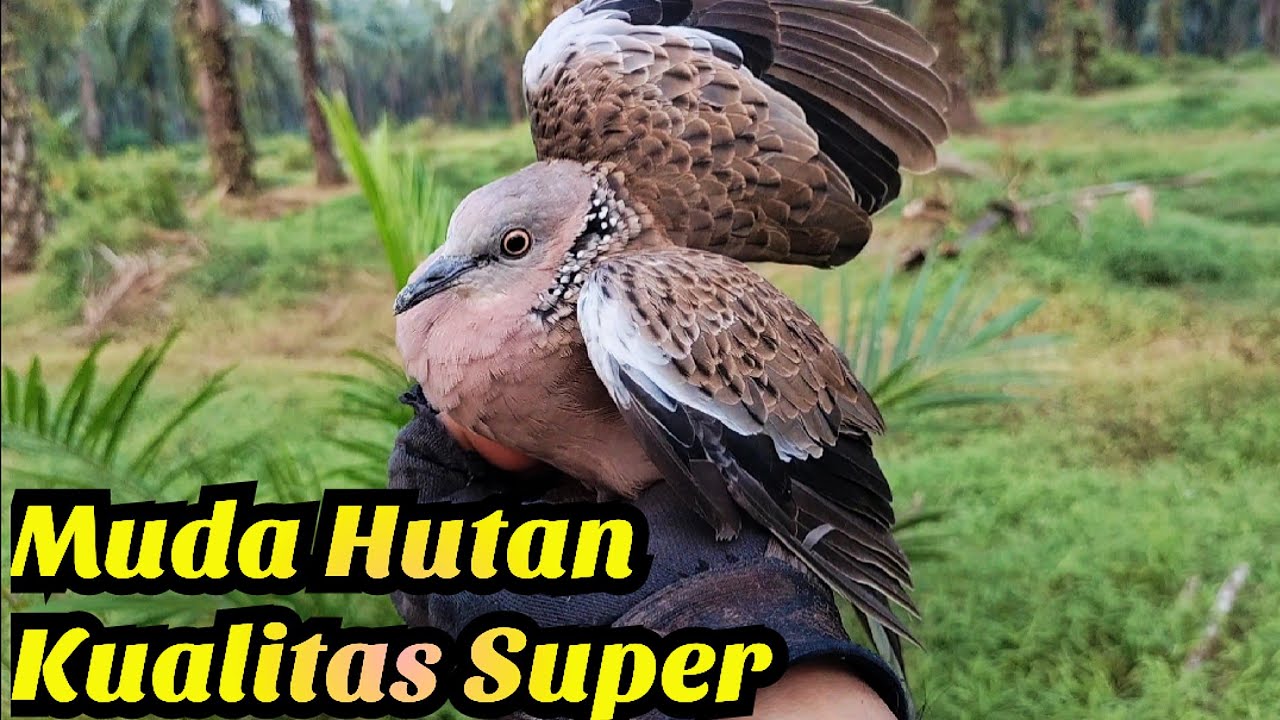 Malah Dapat Tekukur Muda Hutan Kualitas Super 🔥 - YouTube