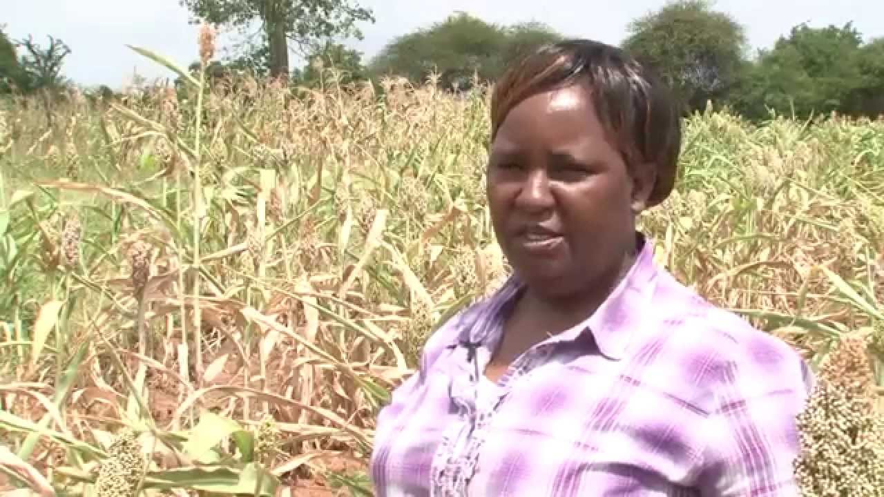 Kenyan farmers embracing climate smart agriculture - YouTube