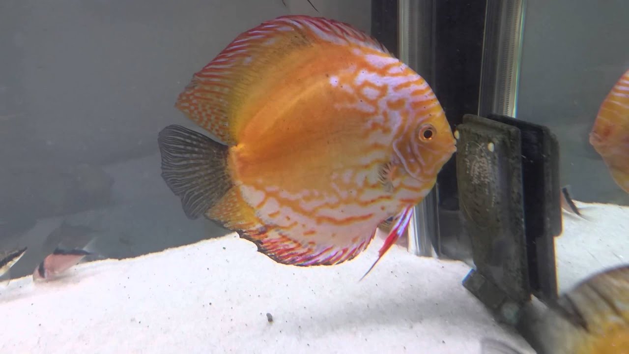 Acara Disco fêmea reproduzindo com 2 machos. - YouTube