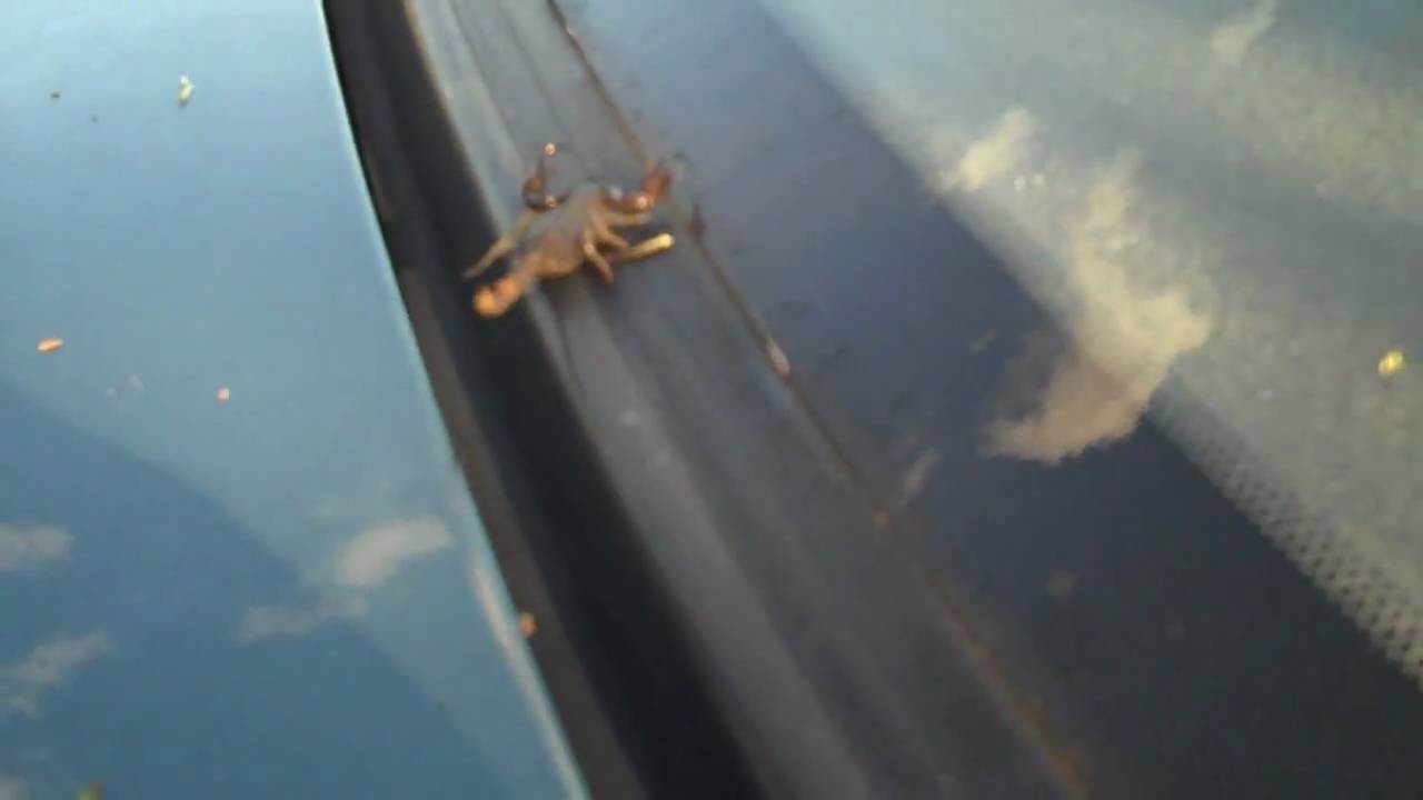 Scorpion Demonstration Fail - YouTube
