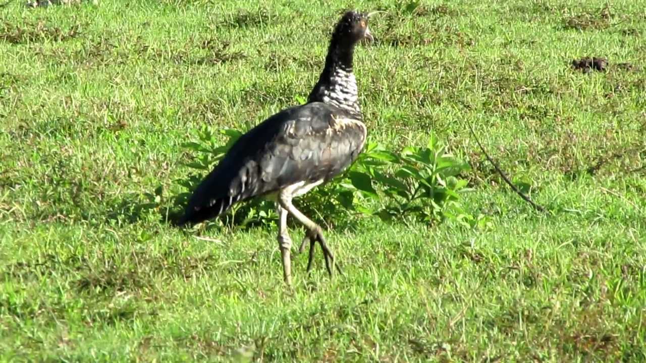 anhuma (Anhima cornuta) - YouTube
