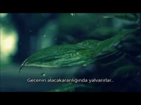 Ya Ihvati Neşid - Ey Kardeşlerim -Ebu Meryem
