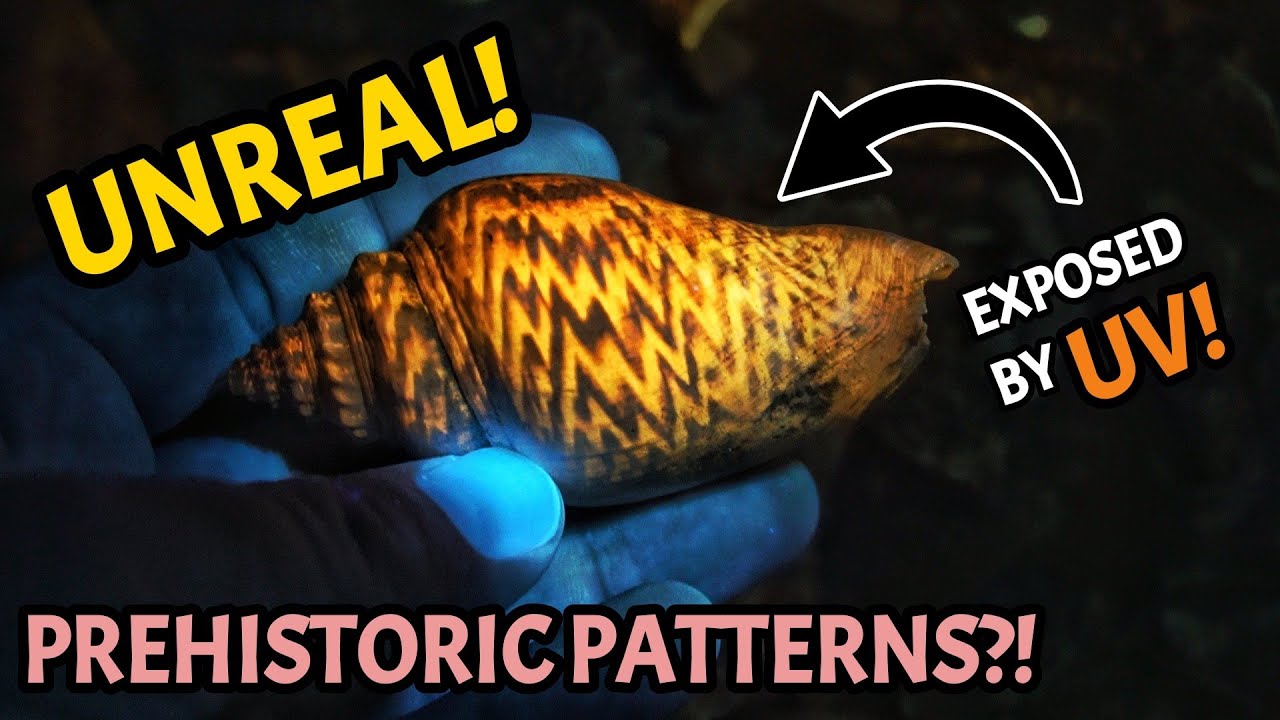 Florida Shell Hunting - UV Light Exposes INCREDIBLE Patterns on 2 ...