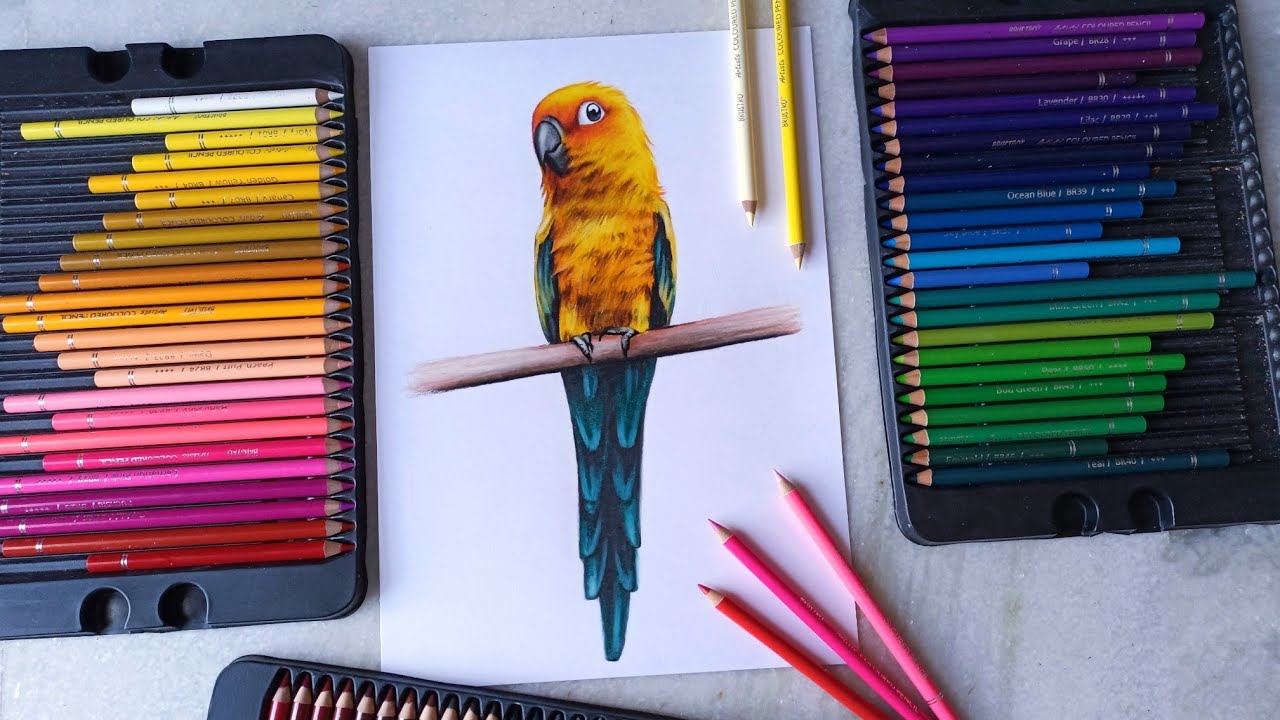 Sun conure drawing with brustro coloured pencils | drawing and arts ...