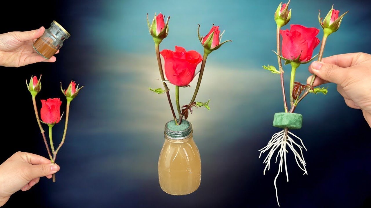 Not everyone knows how to grow hydroponic roses. Some tips for growing ...