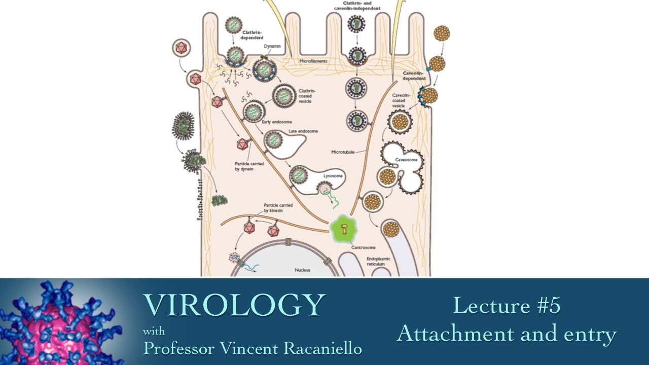 Virology 2014 Lecture #5 - Attachment and entry - YouTube