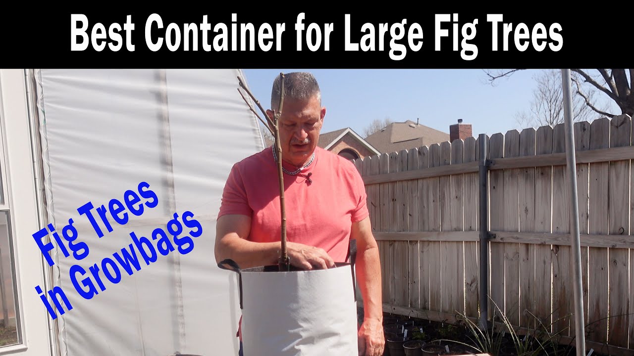 Best Container for Large Fig Trees - YouTube
