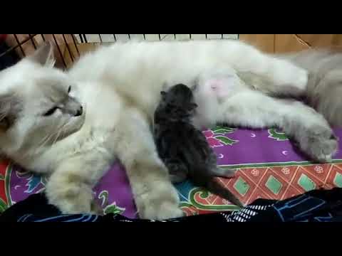 Si Cantik anak satu sedang netekin anaknya