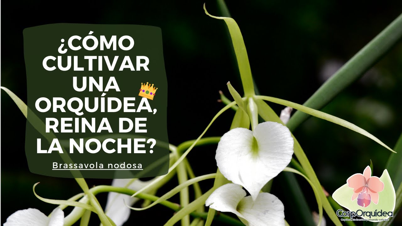 Cómo cultivar una orquídea Brassavola la reina de la noche | Floración ...