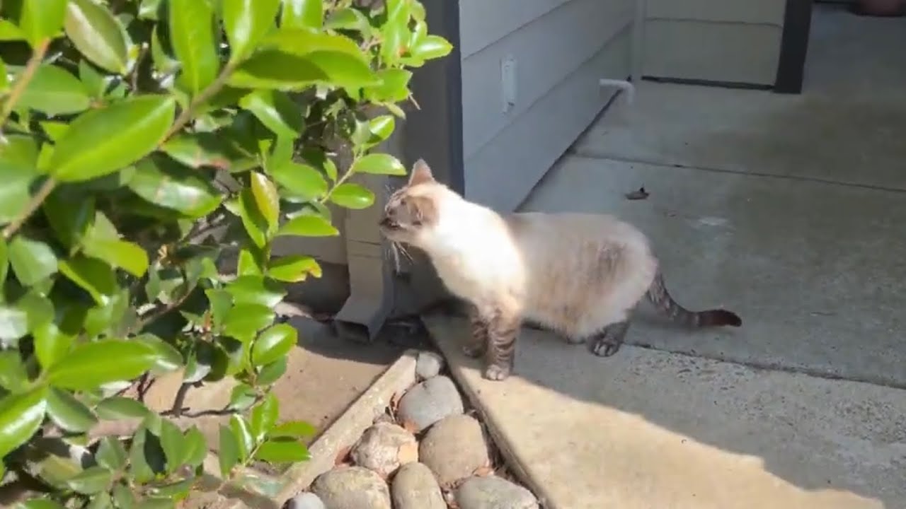 Max and Mini Meow- Live😻😻 - YouTube