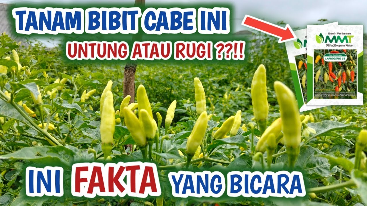BIBIT CABE LANGGENG 58 UNGGUL DALAM PRODUKSI REAL FAKTA DILAPANGAN ...