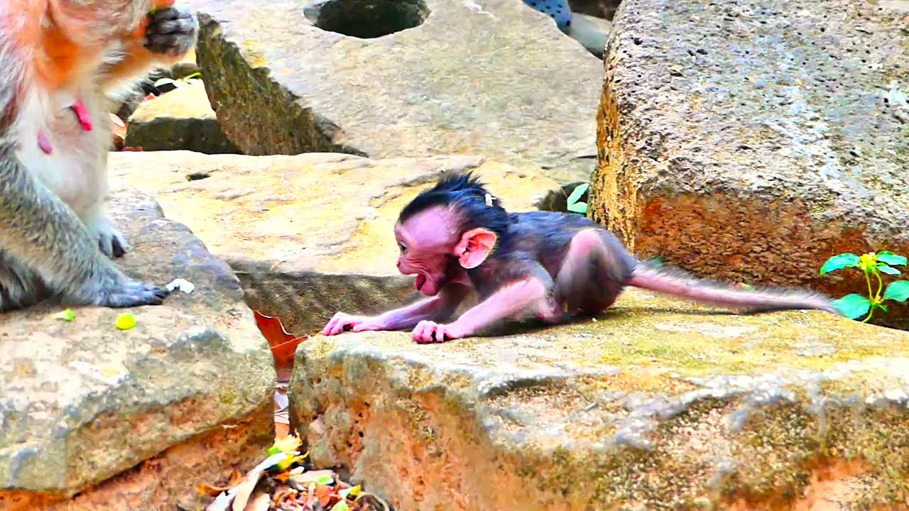 Million pity moment of adorable baby monkey screaming really terrible ...