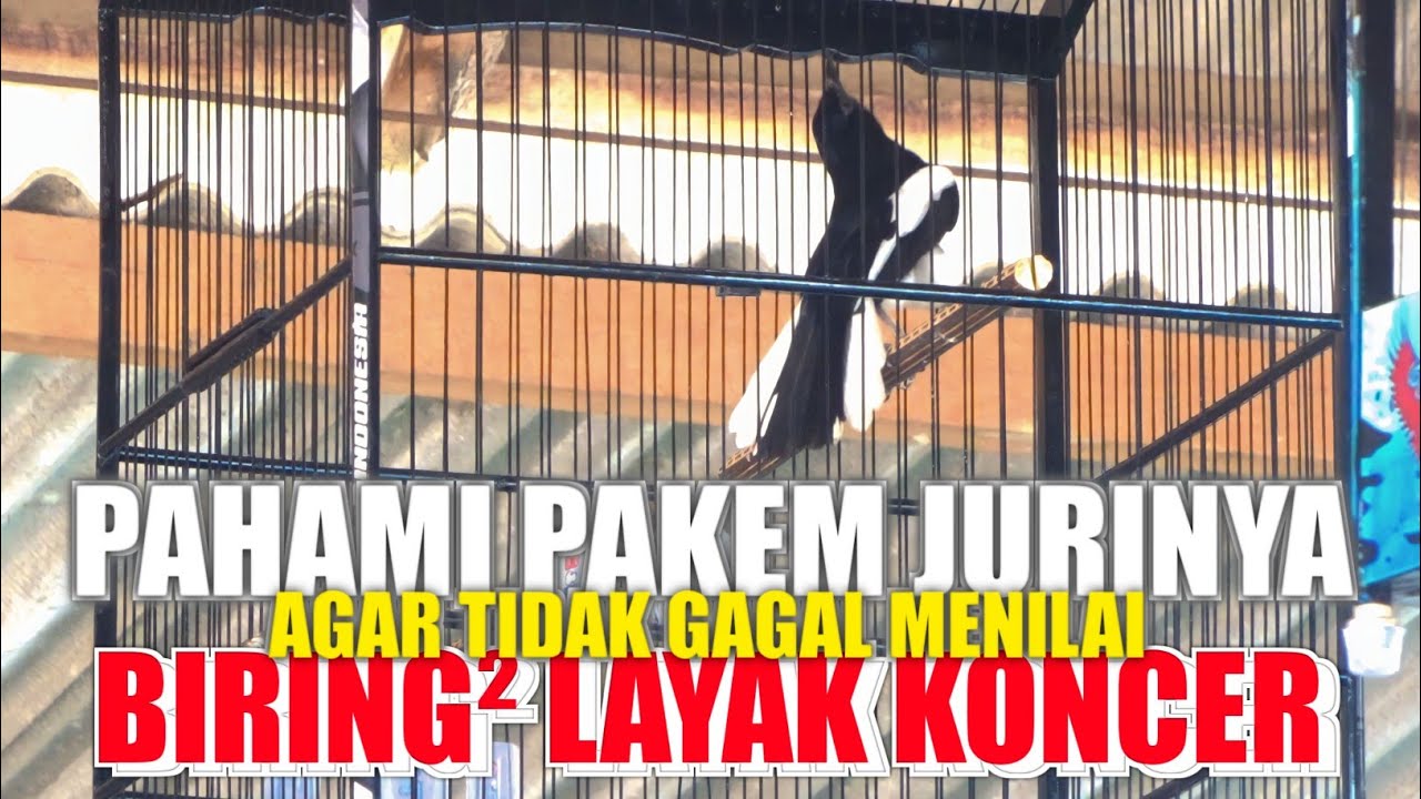 KACER BIRING-BIRING|| SESUAI PAKEM JURI || JUARA 1 DI EVENT JAMES BOND ...