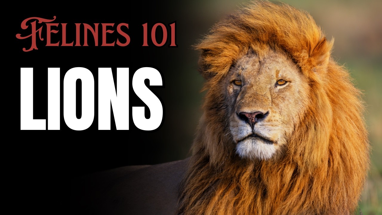 Felines 101: Lions – The True Kings of the Savanna - YouTube