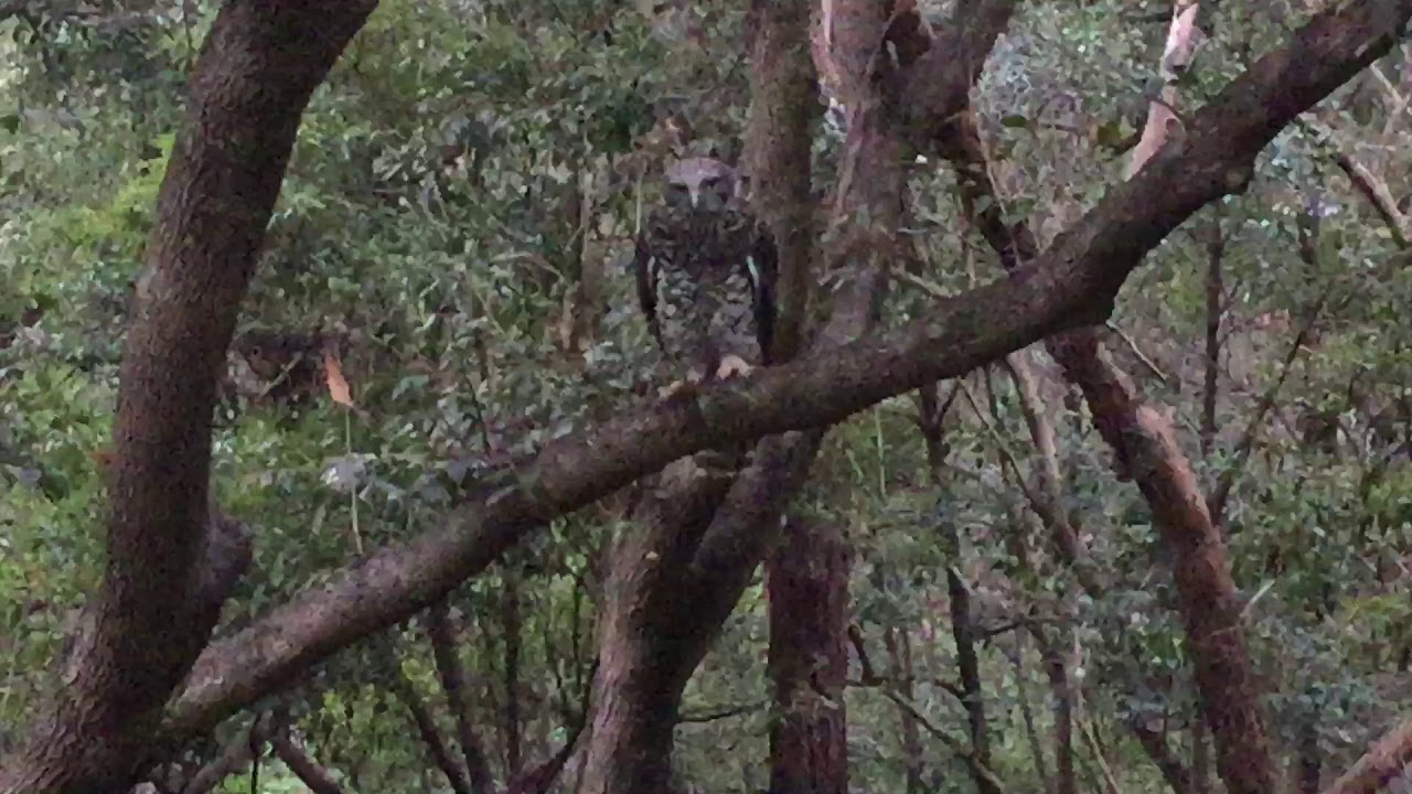Very rare Powerful Owl being attacked by a minor bird - YouTube