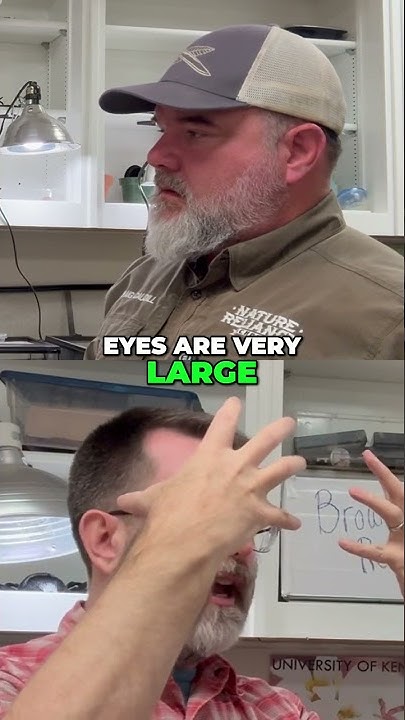 The Incredible Vision of Jumping Spiders: Nature's Acrobats - YouTube