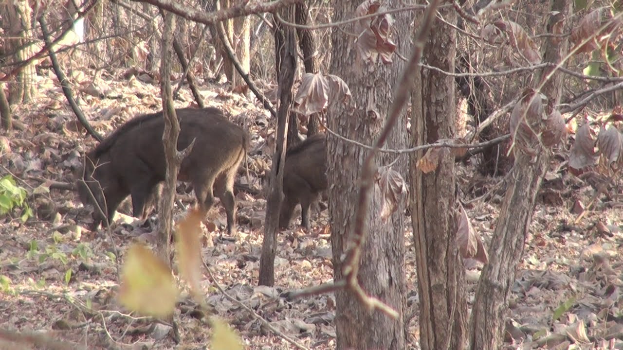 Gir lion safari camp + safari in Gir NP - YouTube