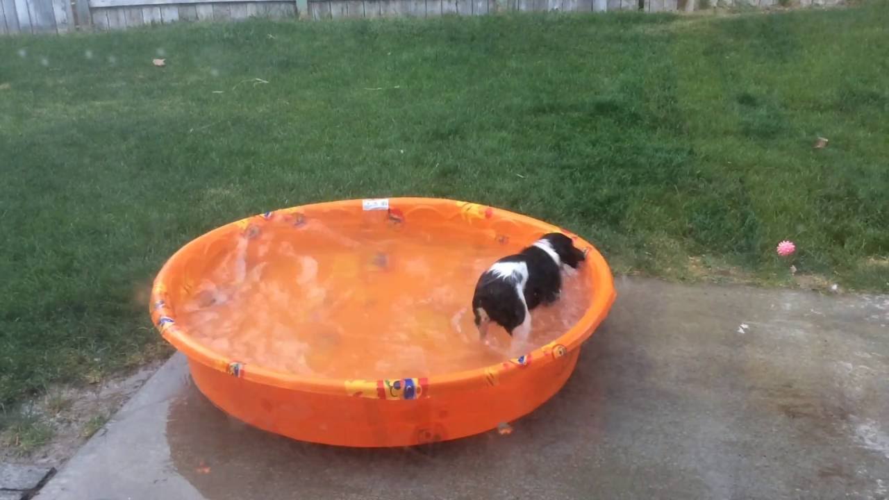 Funny English Springer Spaniel Puppy has her own pool party! - YouTube