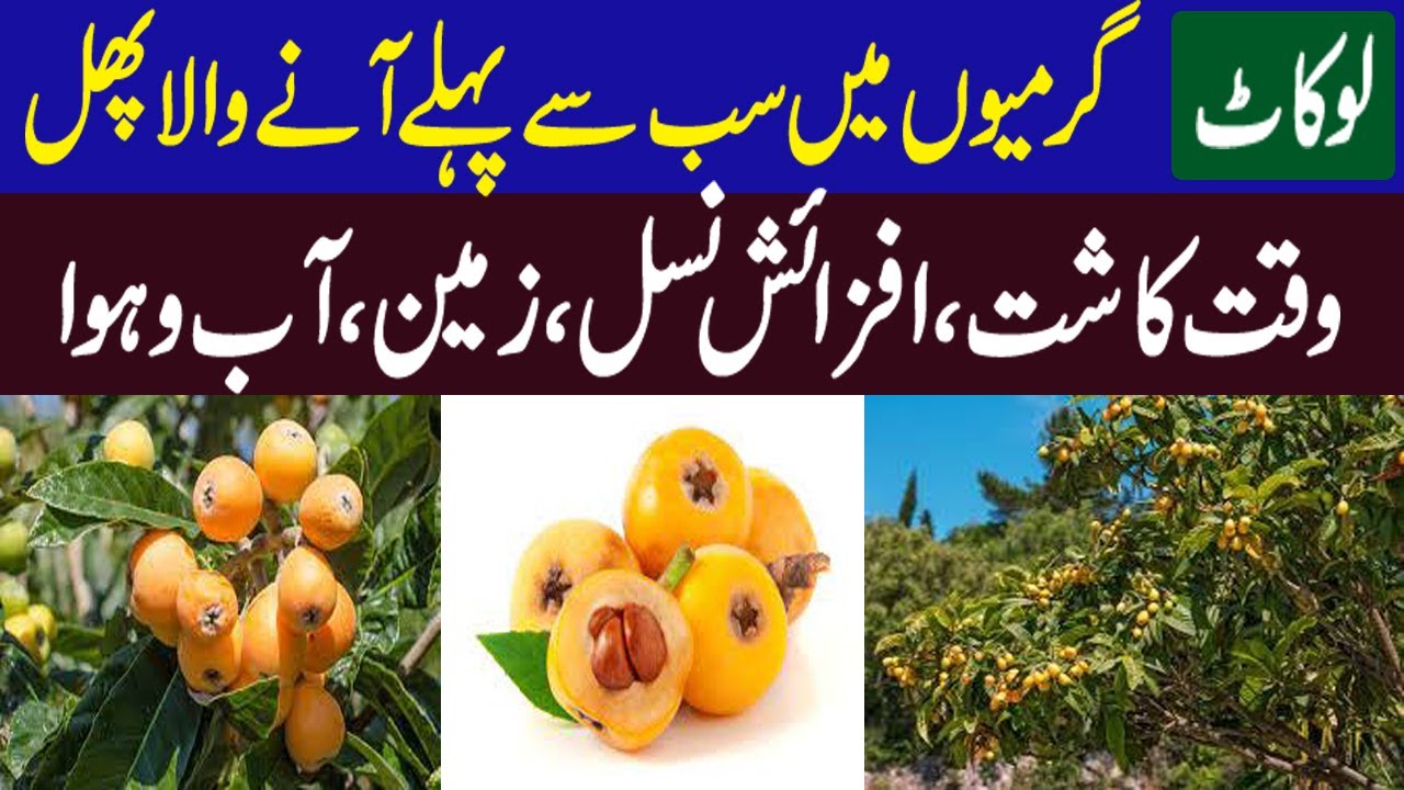 The Best Fruit You've Never Heard Of | Loquat Fruit Farming Season ...