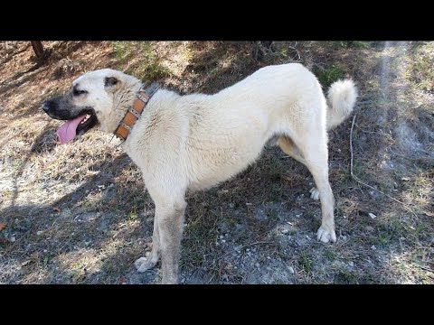 PAŞA VE PUSATIN GÖZLERİ ÇOK KARA ! TEHLİKEYİ ERKEN SEZDİLER ( KUZU OĞLAK KATILDI 230 SÜRÜ OLDUK )