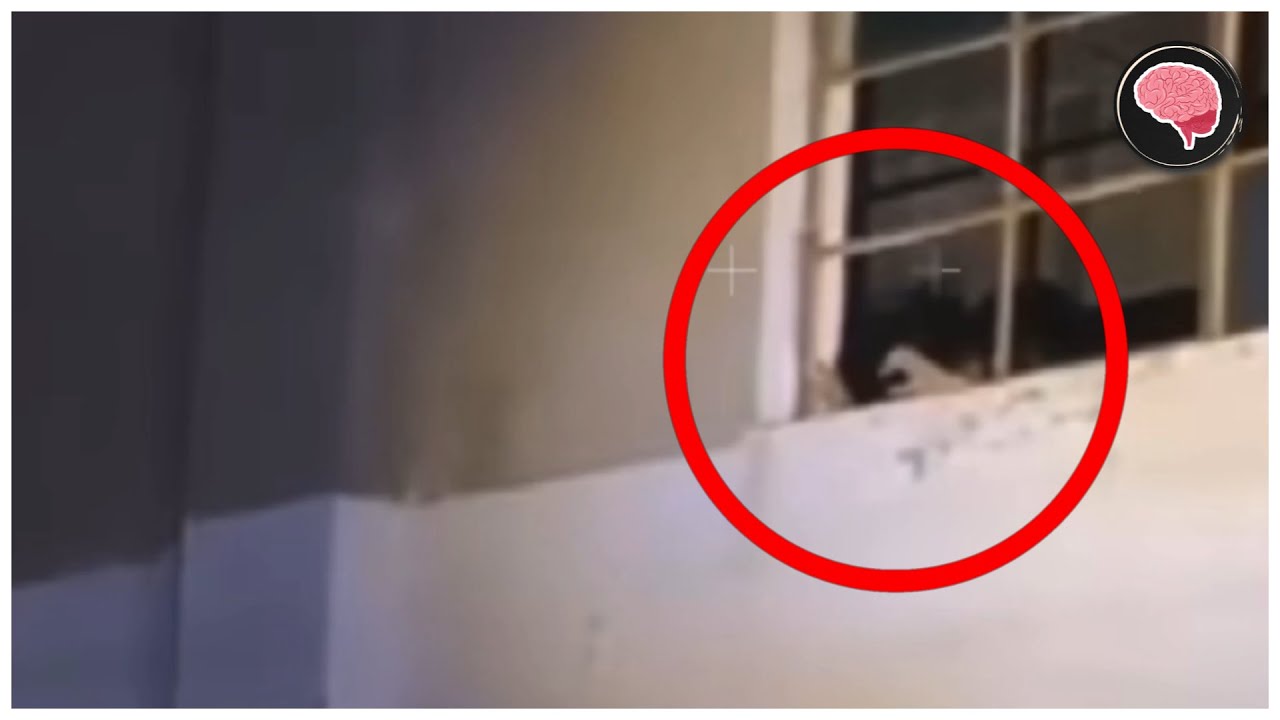 4 Monstruos Reales Captados en Cámara | BrainMan - YouTube