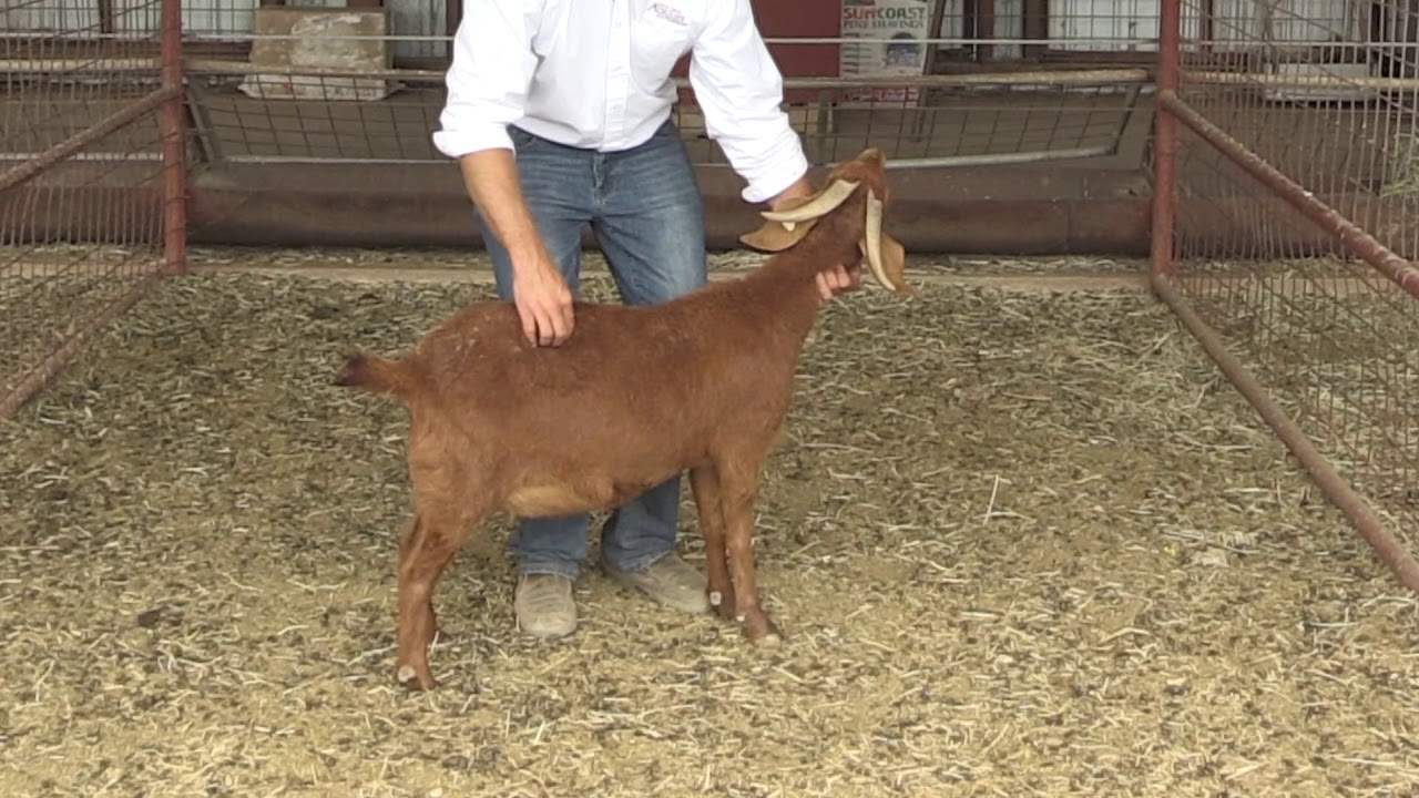 Reid Redden - Sheep & Goat - Body Condition Score - YouTube