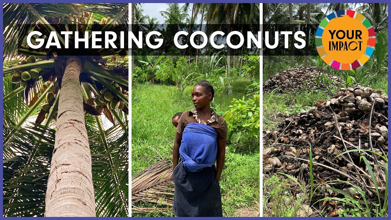 Gathering Coconuts for Baraka Coconut Oil - YouTube