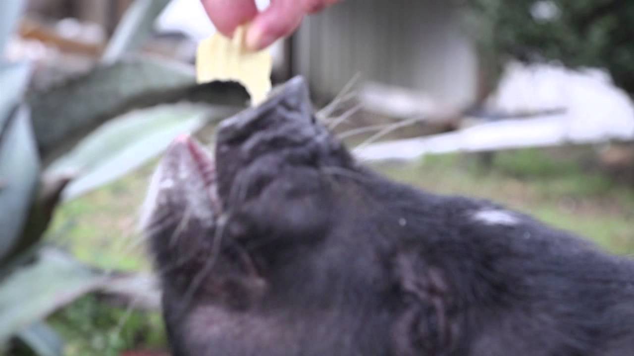 Some Pig 1 - YouTube