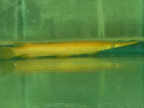 GOLDEN GAR VIDEO 2010.mpg - YouTube