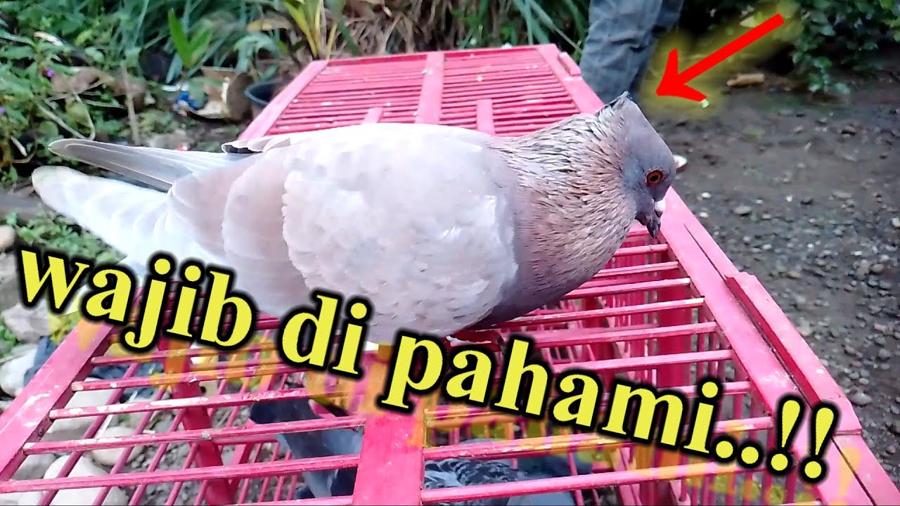 TIPS MEMILIH MERPATI JAMBUL YANG BAGUS, TANPA MERABA - YouTube