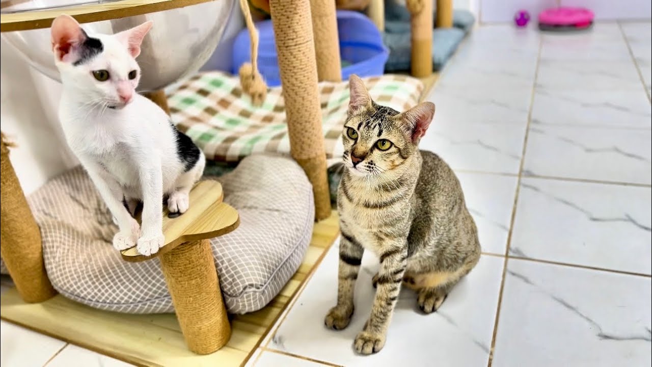 The fate of two kitty brothers who always fight over sleeping places ...