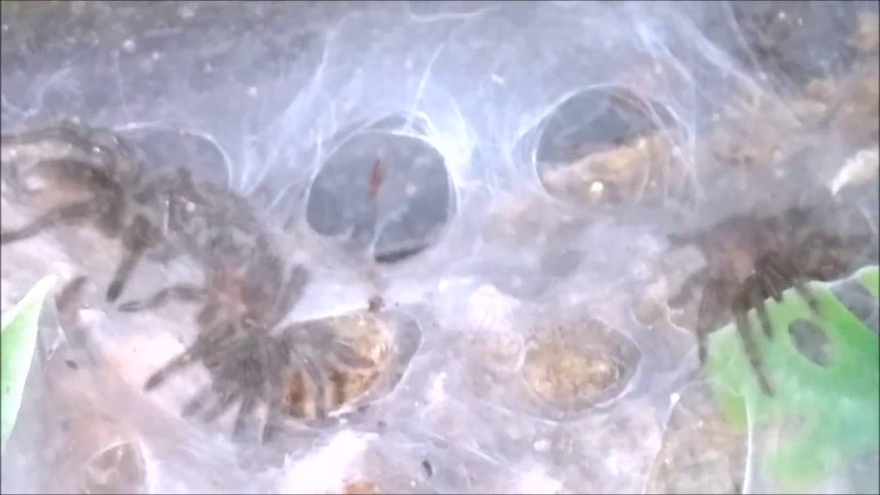 August M. balfouri Communal Update (and a couple more shout outs) - YouTube