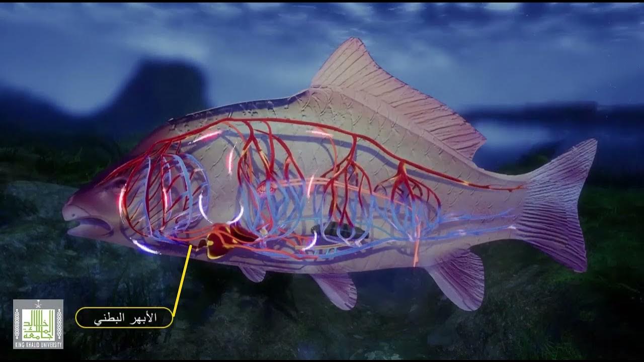 جهاز الدوران في الاسماك العظمية - YouTube