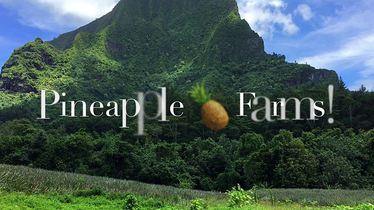 Belvedere lookout hike, Opunohu Bay, Moorea, Society Islands, French ...