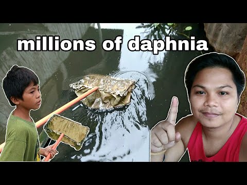 Feeding Fish with Livefoods | Daphnia | Fishnet