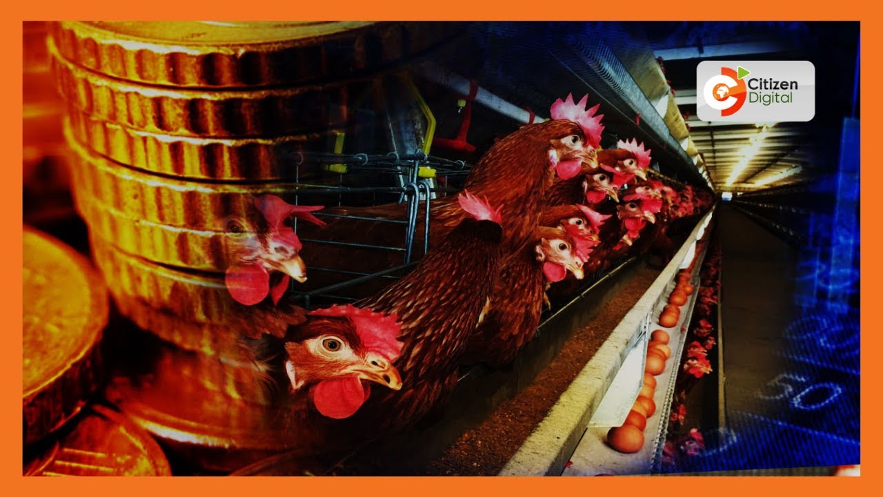 Smart Farm | Large-scale poultry farming in Siaya - YouTube