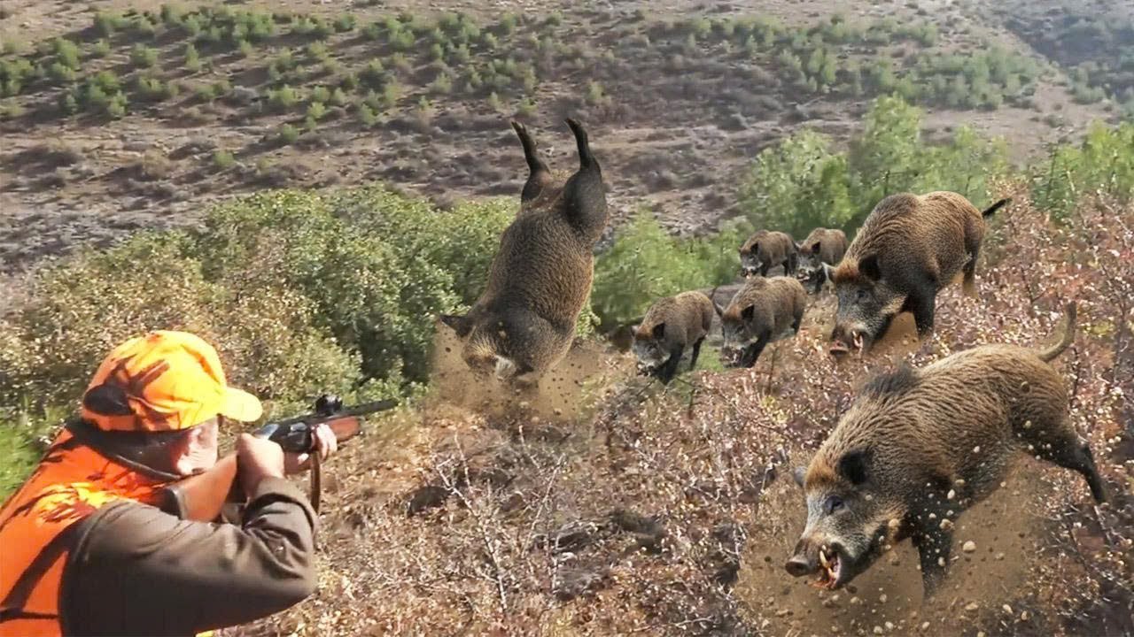 Shocking! Shoot Giant Wild Boar - Hunters Chase Invasive Wild Boars on ...