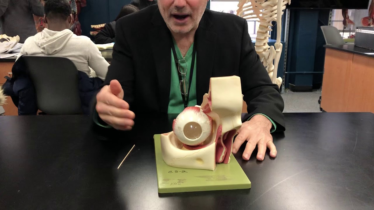 Quick Review of Bones Around the Eye with Dr. Masi - YouTube