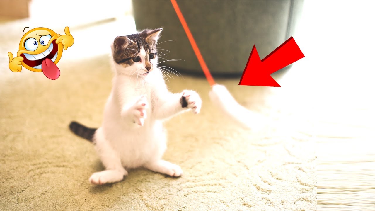 FUNNY CATS PLAYING CUTE CATS MOMENTS😄 - DAILY CAT VIDEOS PART 52 - YouTube