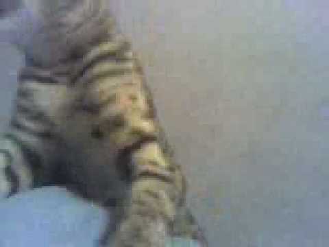 Bengal claws onto owner