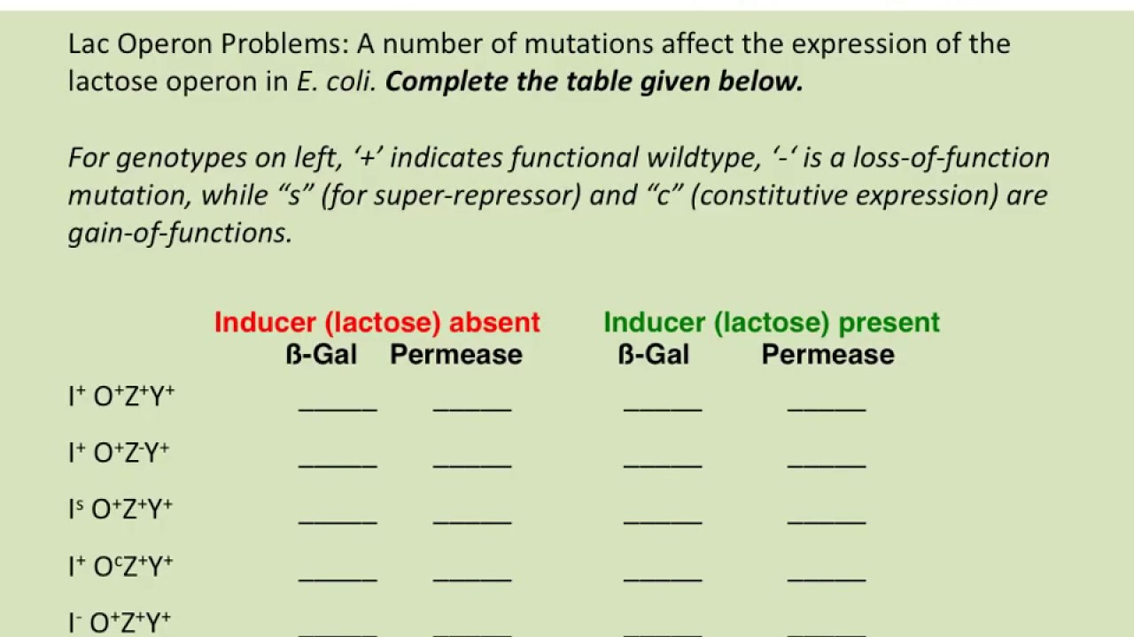 Lac Operon Worksheet