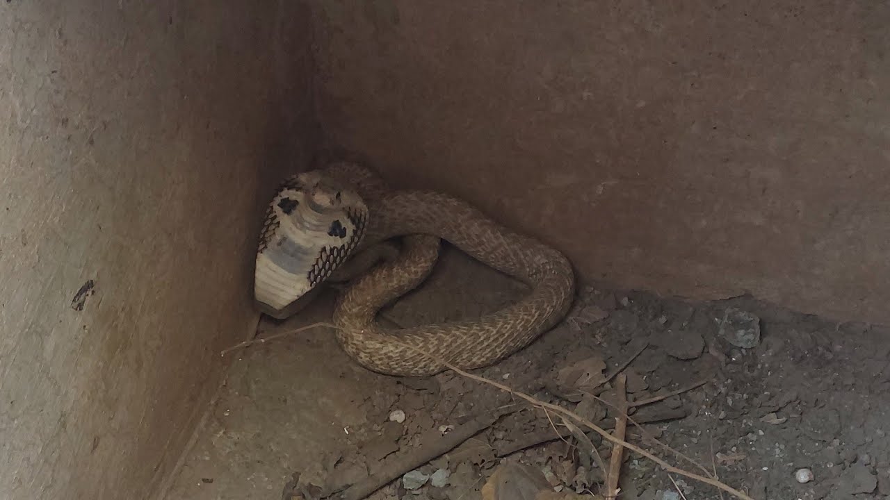 Indian Spectacle Cobra In My Backyard | Naag sap Rescue | Snake Rescue ...