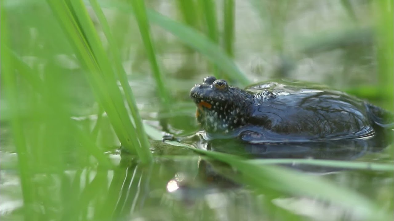 Frog in the Samara forest, Ukraine - YouTube