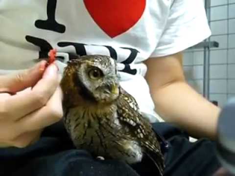 PEQUEÑO BÚHO COMIENDO TROZOS DE CARNE - YouTube